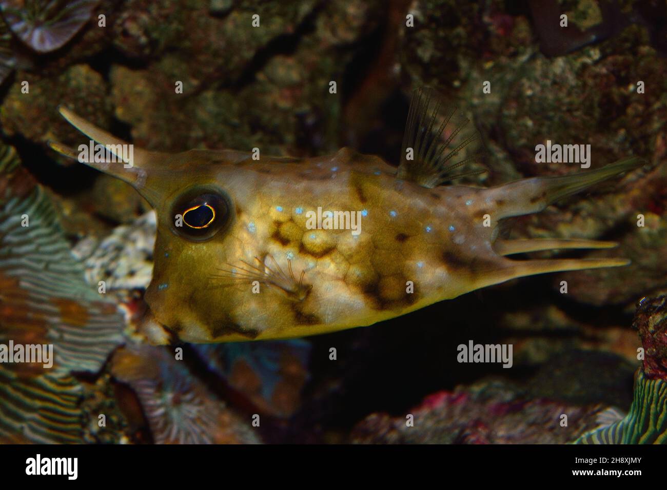 Kuhfisch, Langhornkofferfisch, Gehörnter Kuhkofferfisch, longhorn ...