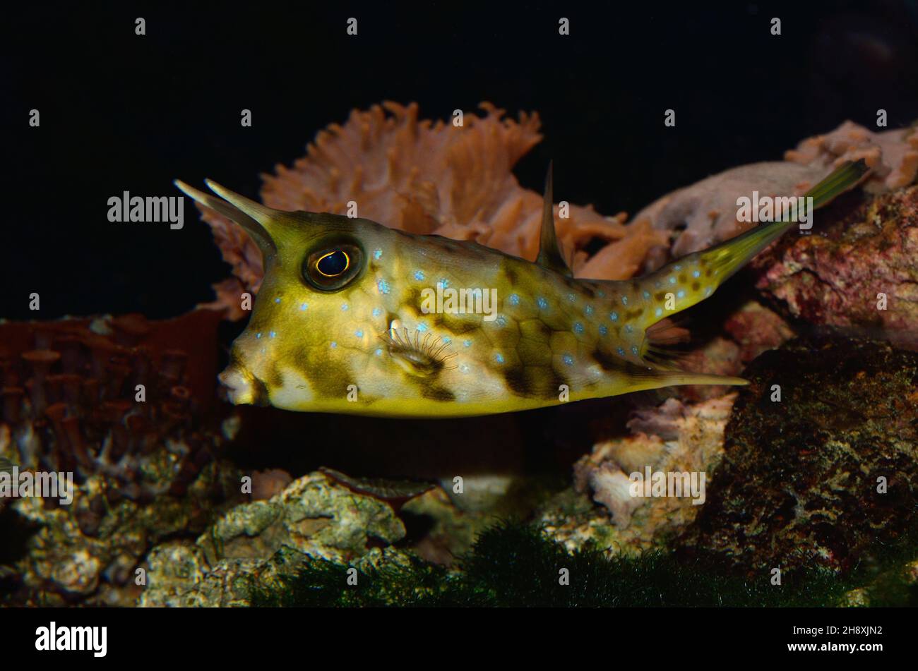 Kuhfisch, Langhornkofferfisch, Gehörnter Kuhkofferfisch, longhorn ...