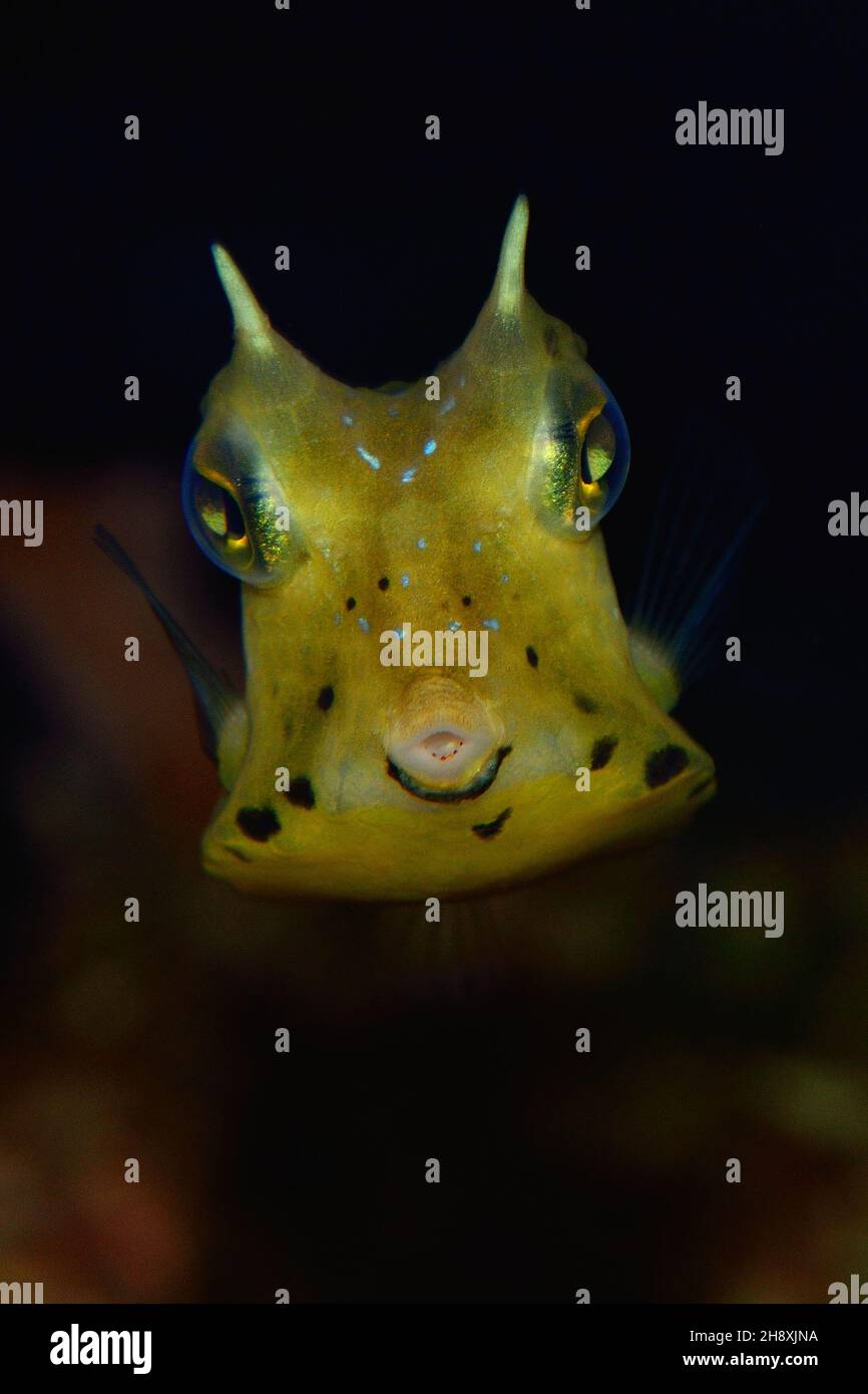 Kuhfisch, Langhornkofferfisch, Gehörnter Kuhkofferfisch, Jungtier ...