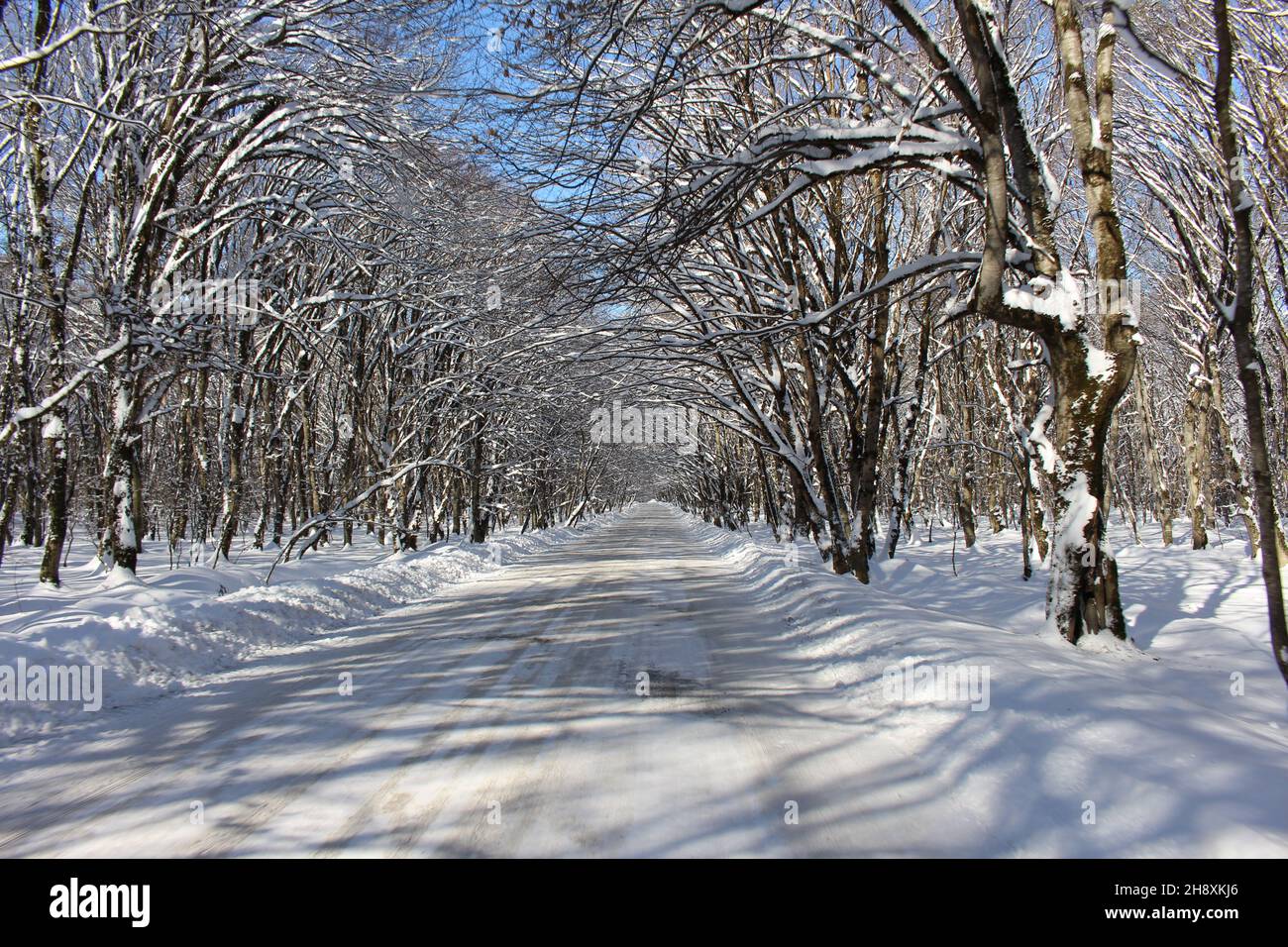 Forest in snow. Snowy forest road. Forest road Stock Photo - Alamy