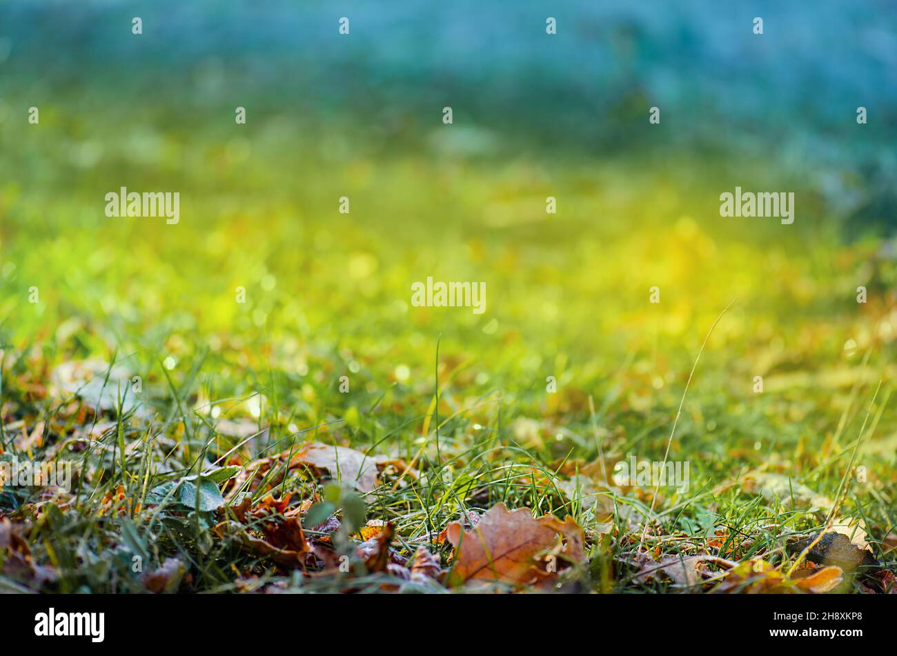 Falling autumn leaves natural background. Autumn leaves falling and ...