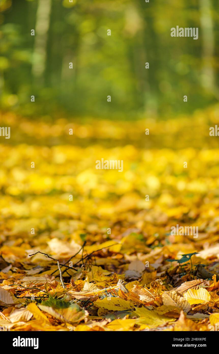 Wind blowing yellow leaves in autumn bright woods. Background with ...