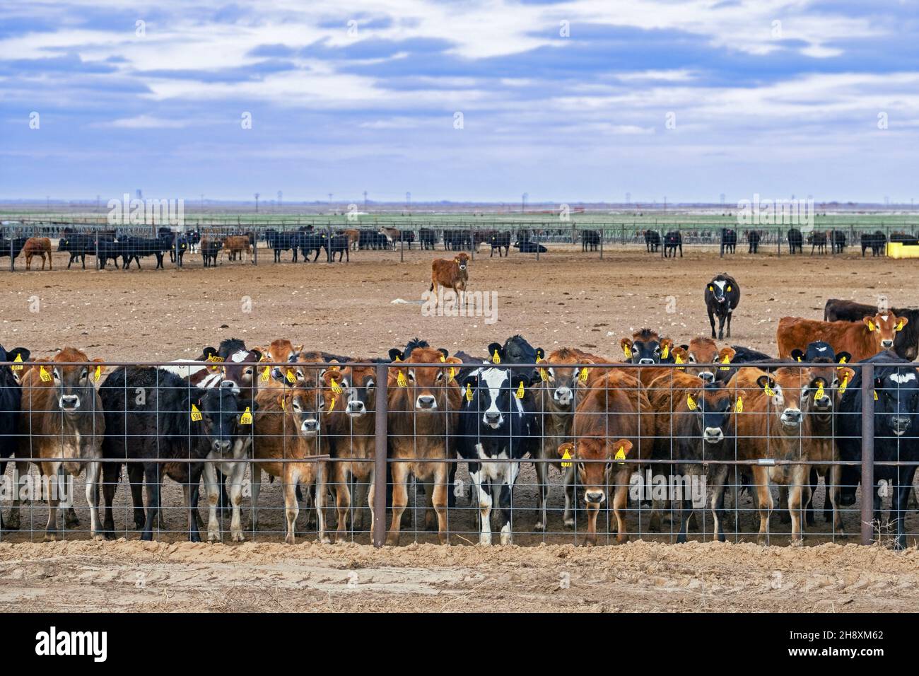 Herd of curious young cows and calves behind wire fence on cattle ranch ...