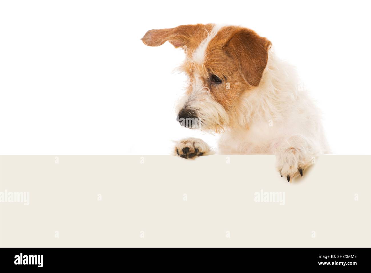 Lovely dog looks over a wall isolated on white Stock Photo - Alamy