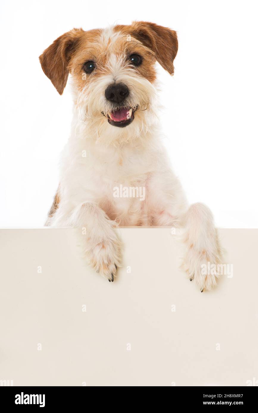 Lovely dog looks over a wall isolated on white Stock Photo - Alamy