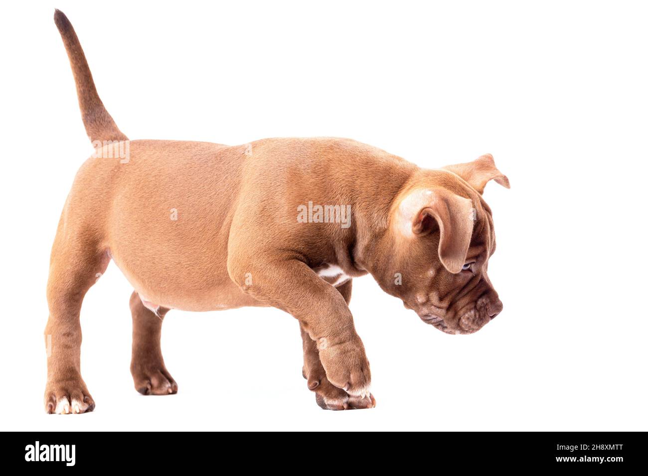 A brown American bully puppy stands and sniffs Stock Photo - Alamy
