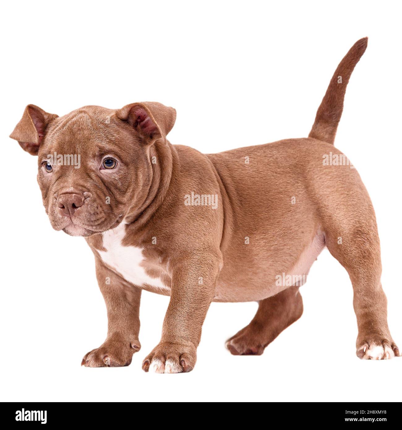 Brown American Bully