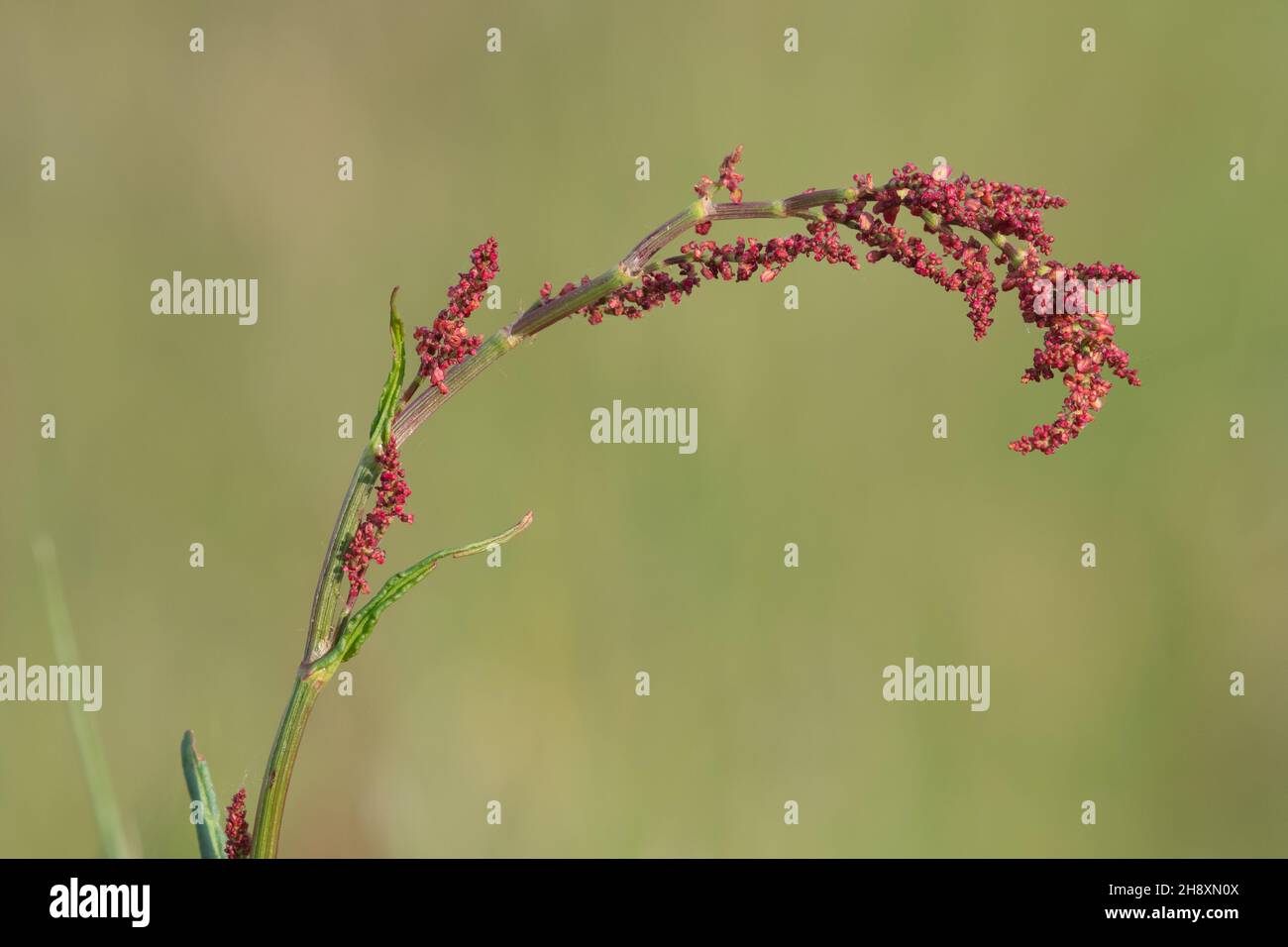 Dock seeds macro hi-res stock photography and images - Alamy