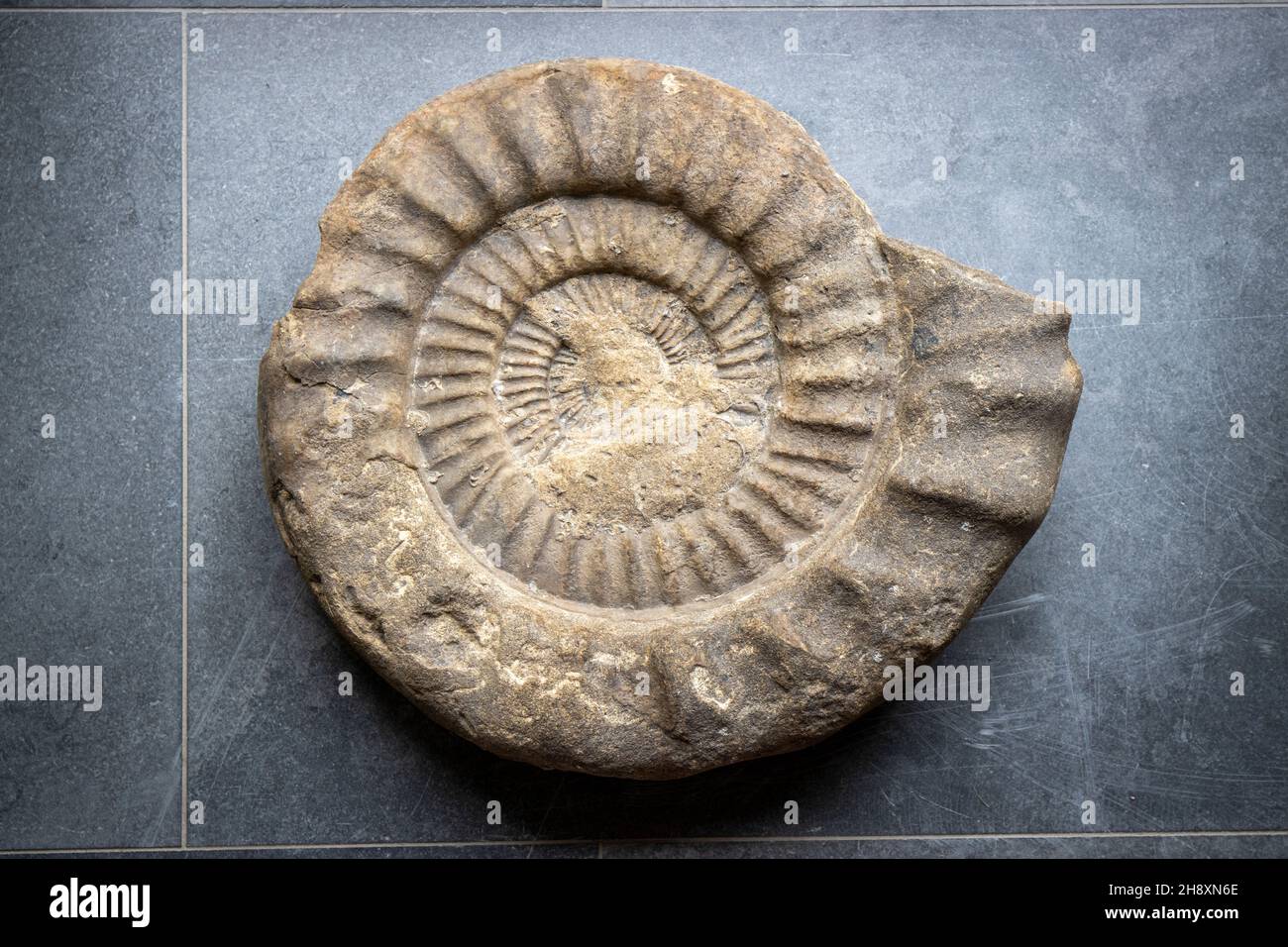 Fossil snail shell hi-res stock photography and images - Alamy