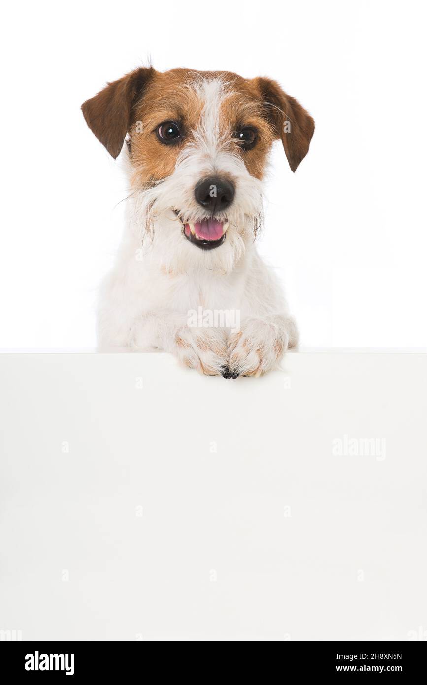 Lovely dog looks over a wall isolated on white Stock Photo - Alamy