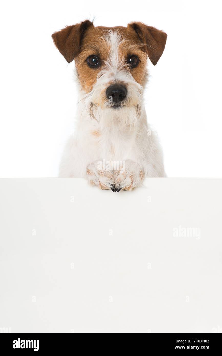 Lovely dog looks over a wall isolated on white Stock Photo - Alamy