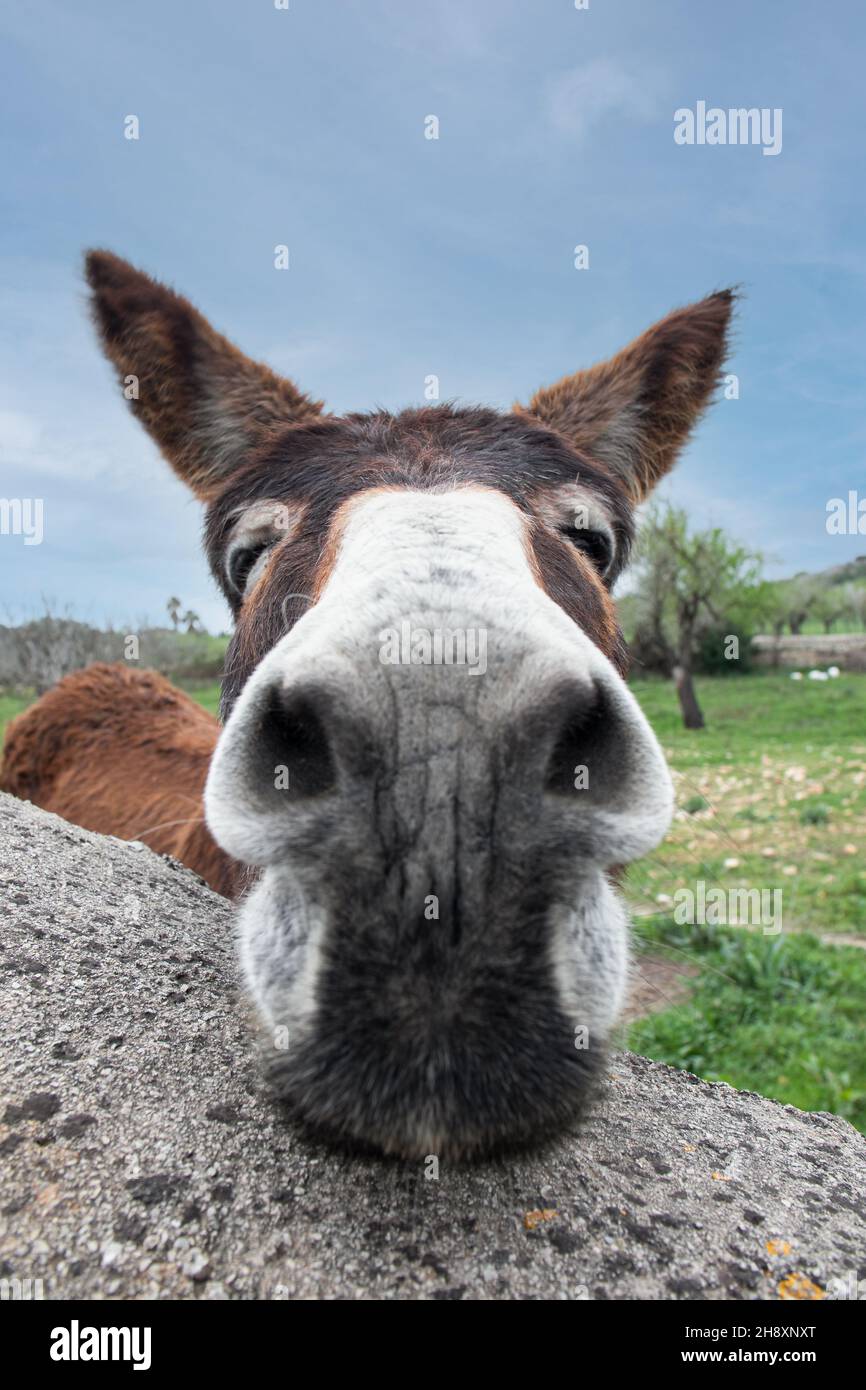 Donkey in Mallorca, Balearic Islands, Spain, Europe Stock Photo - Alamy