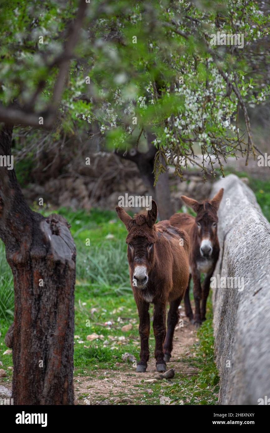 Donkey equus asinus asinus europe hi-res stock photography and images ...