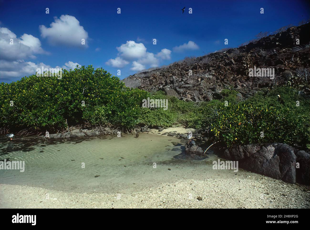 Genovesa Island , named after the Italian city of Genoa, in honor of ...
