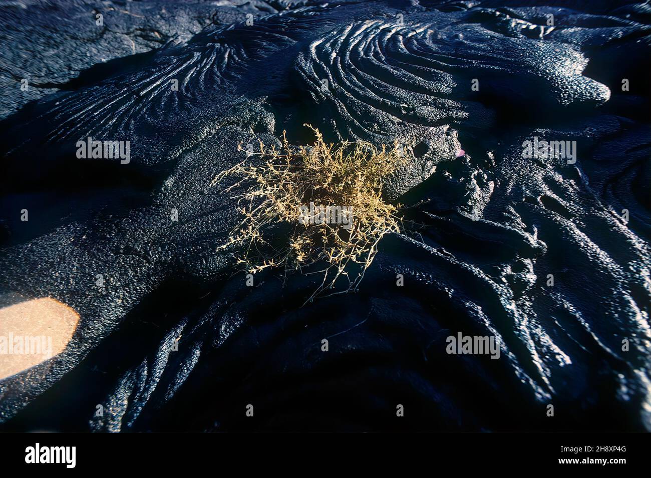 Coldenia Plant on lava, Isla Santiago, Galapagos, Ecuador Stock Photo ...