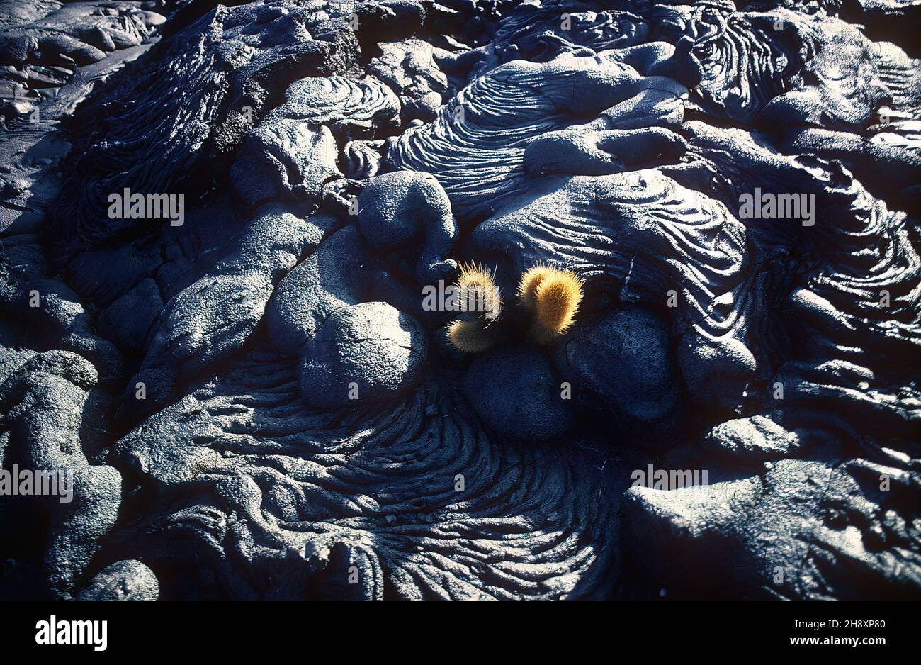 Cactus born on a formation of cordoned lava. (Brachycereus nesioticus ...