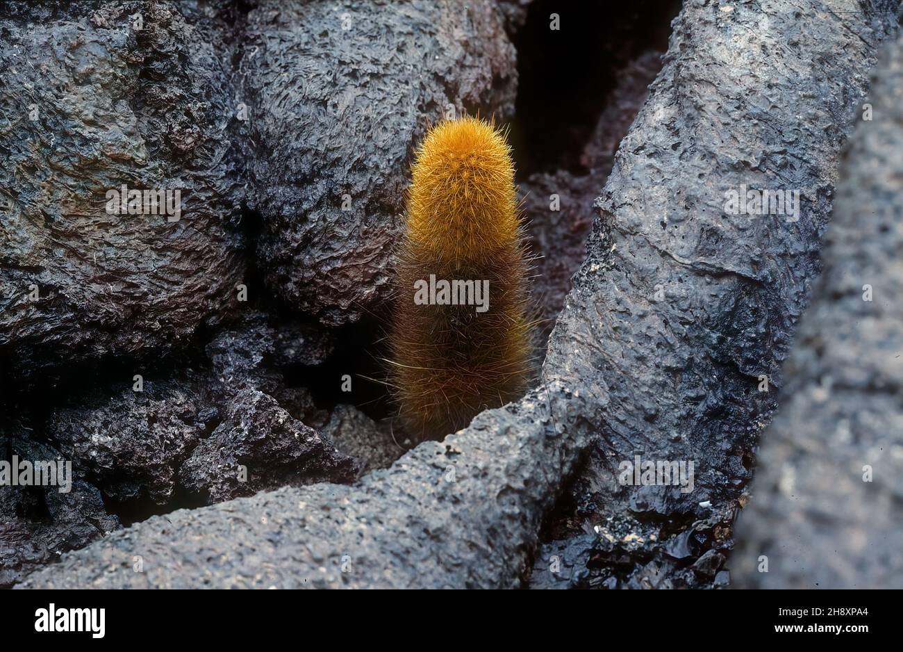 Cactus born on a formation of cordoned lava. (Brachycereus nesioticus ...