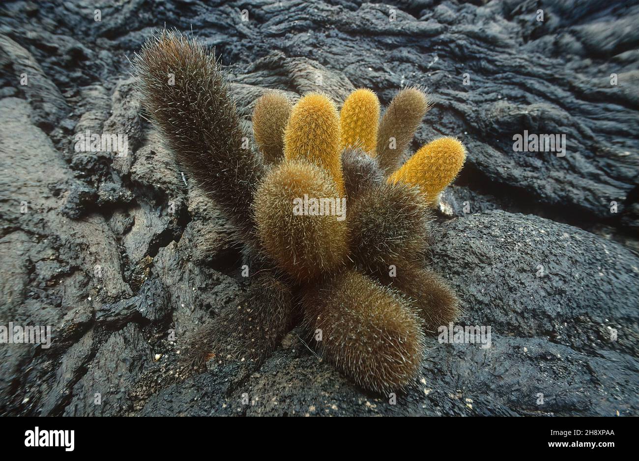 Cactus born on a formation of cordoned lava. (Brachycereus nesioticus ...
