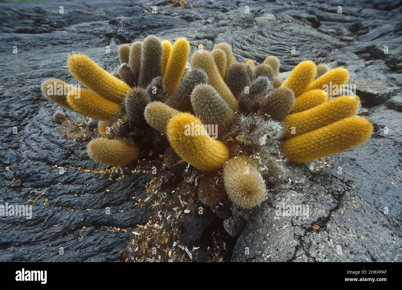 Cactus born on a formation of cordoned lava. (Brachycereus nesioticus ...