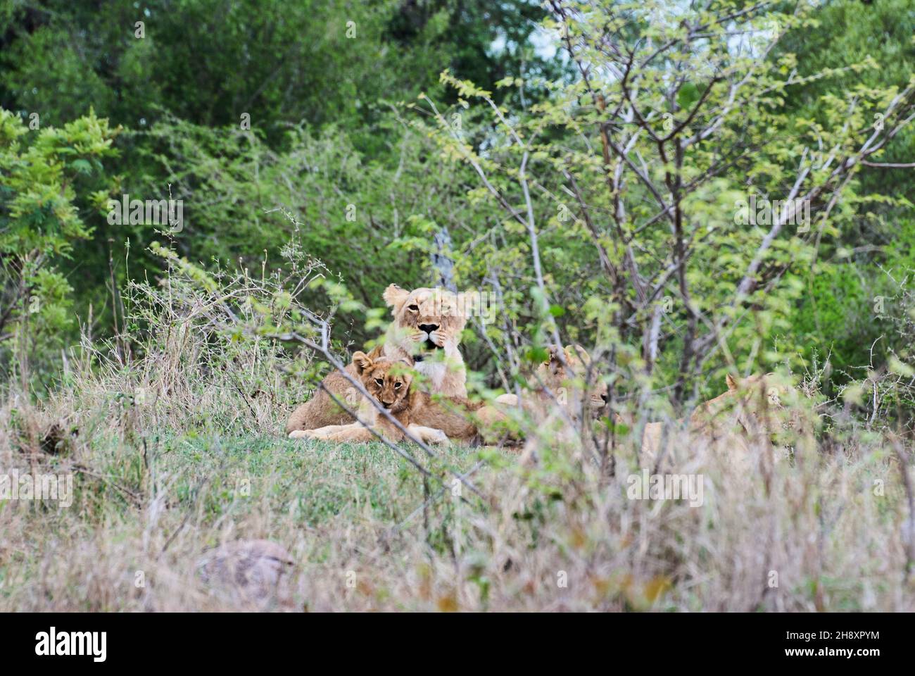 African Lion in its natural habitat in the bush Stock Photo - Alamy
