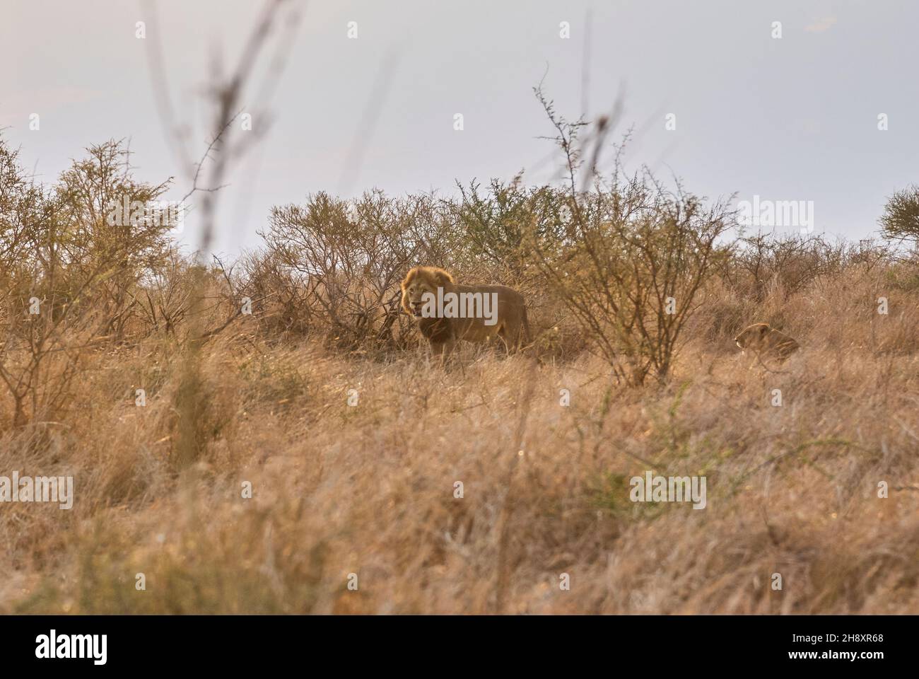 African Lion in its natural habitat in the bush Stock Photo - Alamy