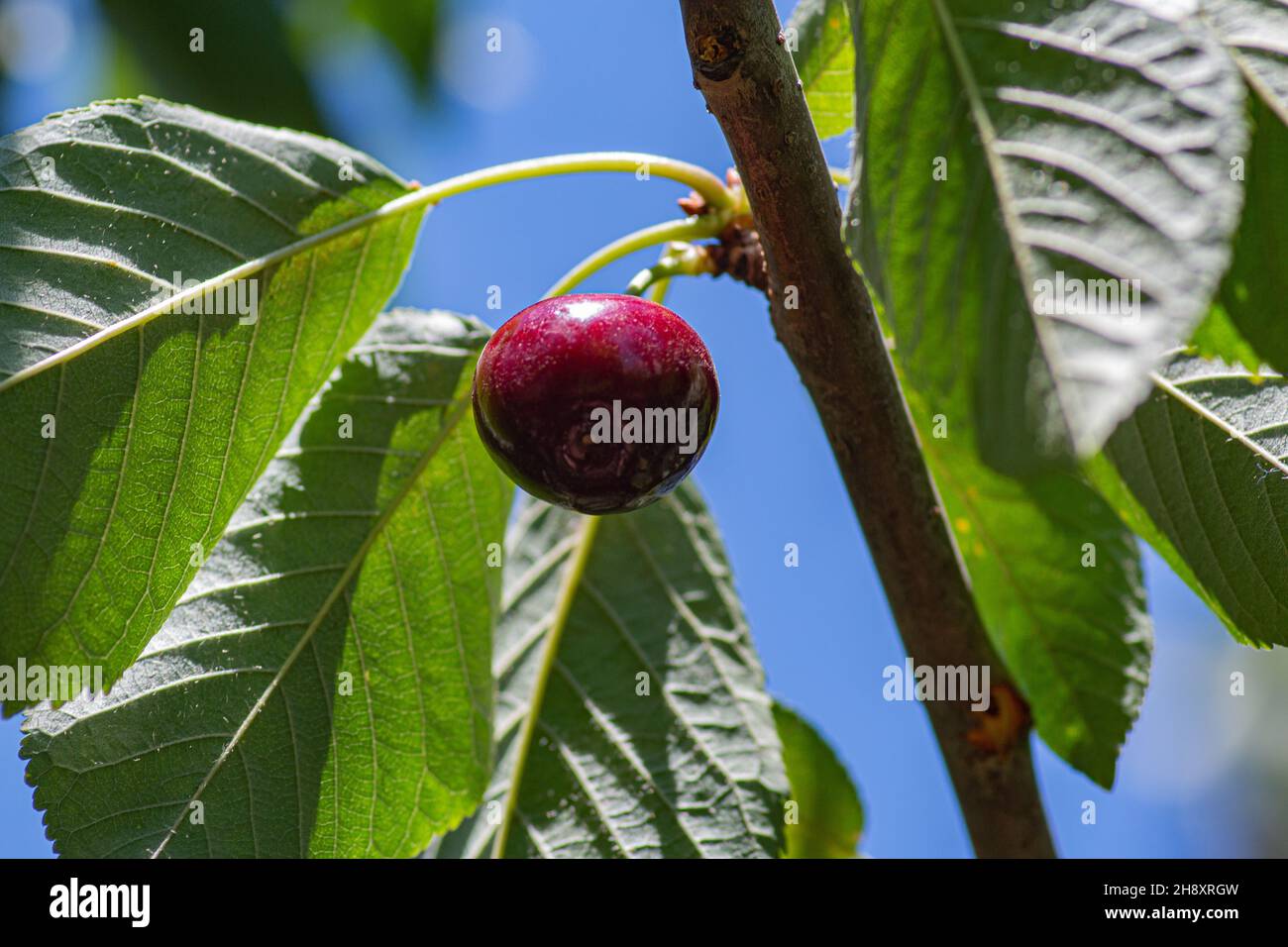 Bing cherry tree hi-res stock photography and images - Alamy