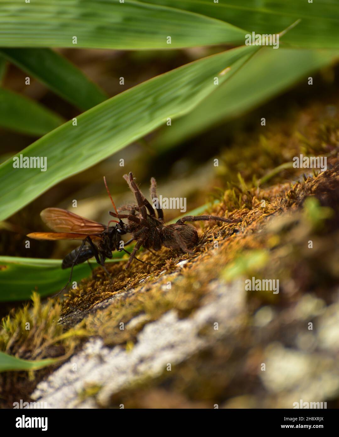 Spider eating wasp Stock Photo - Alamy
