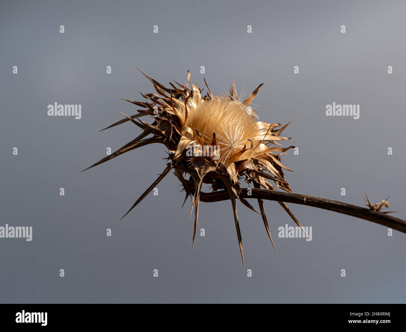 Old buckeye hi-res stock photography and images - Alamy