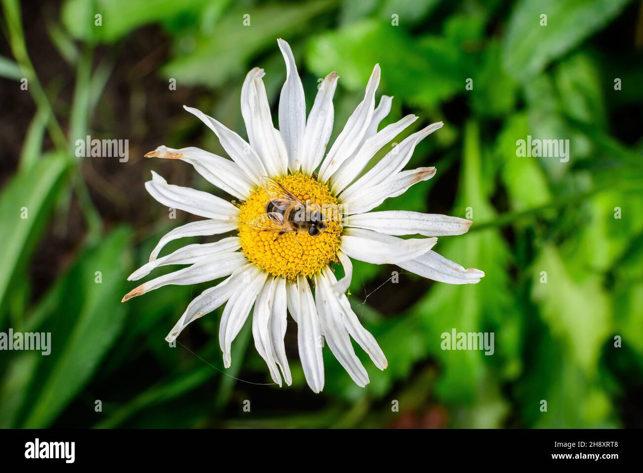 Large white daisy flowers hi-res stock photography and images - Alamy