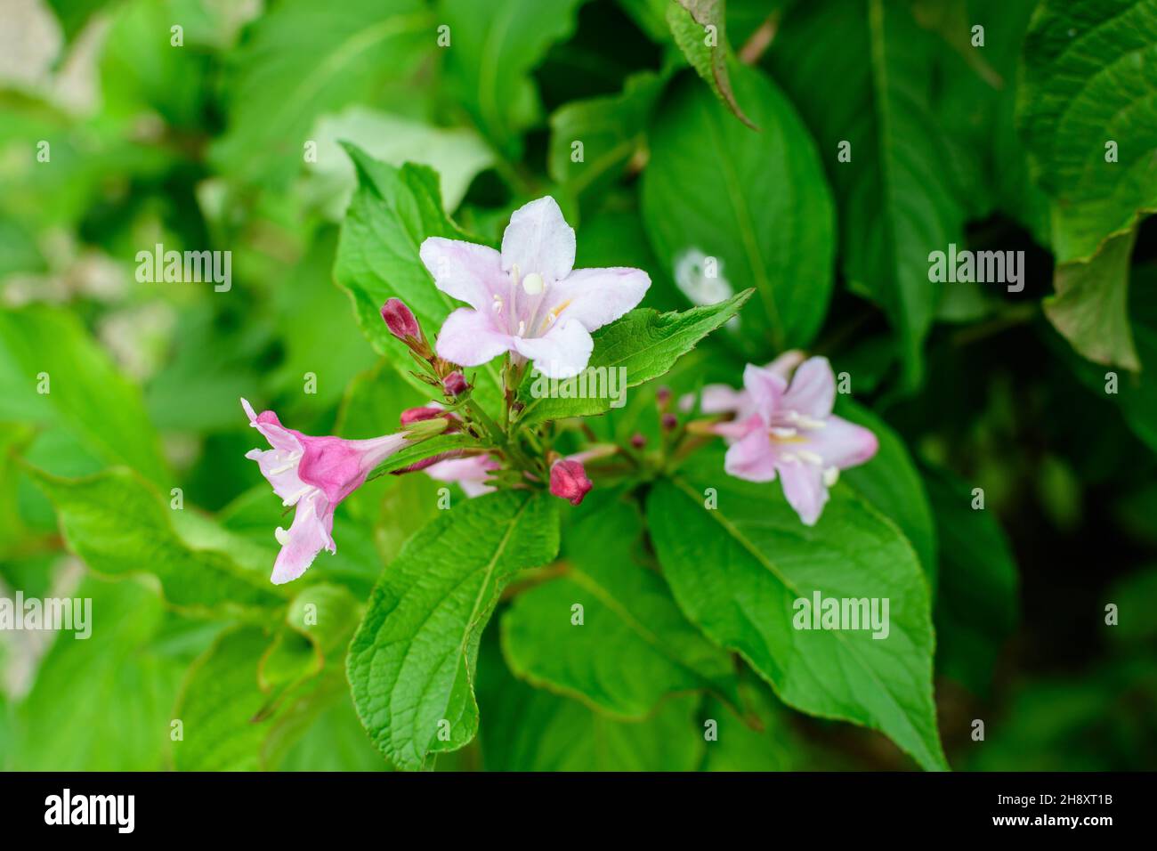 Many light pink flowers of Weigela florida plant with flowers in full ...