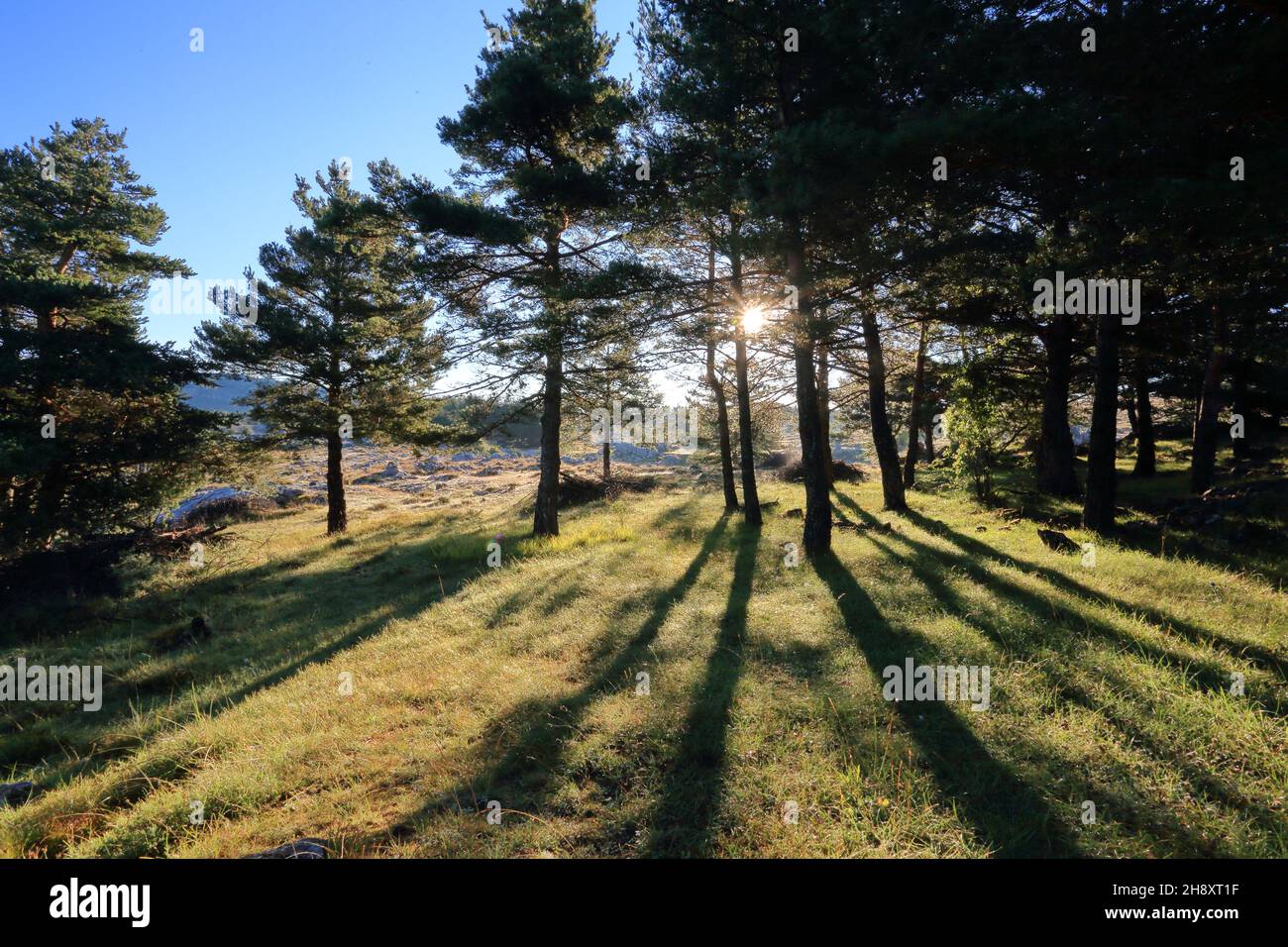 Plateau de Caussols, Parc regional des Prealpes d'Azur, Alpes Maritimes ...