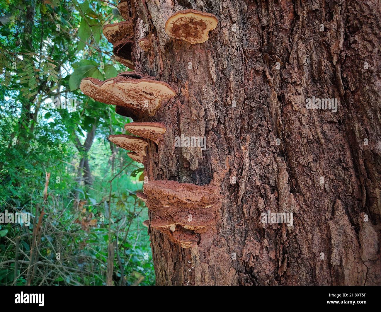 Tree trunk with fungi growing on it Stock Photo - Alamy