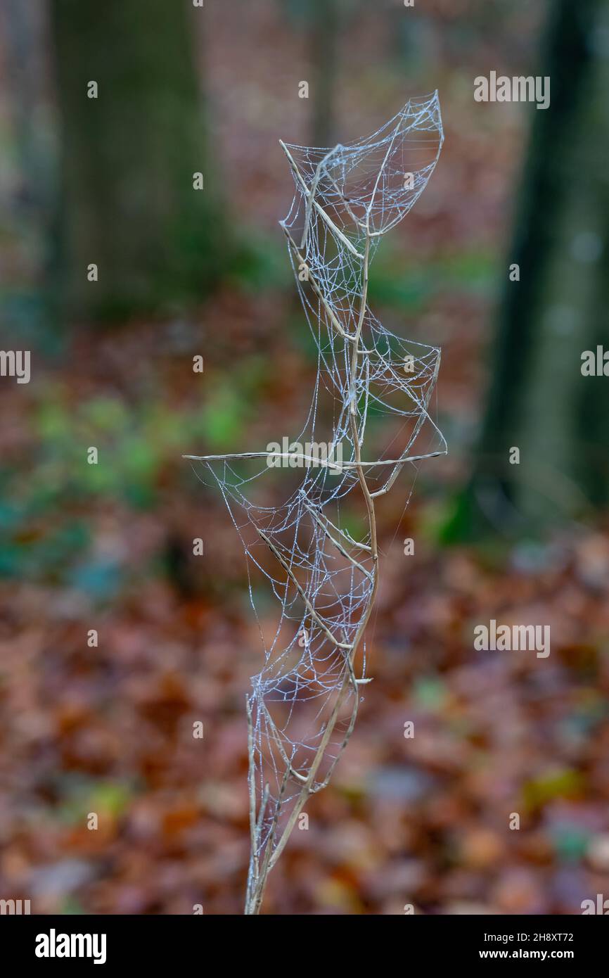 Plant with frozen spider web in winter Stock Photo - Alamy