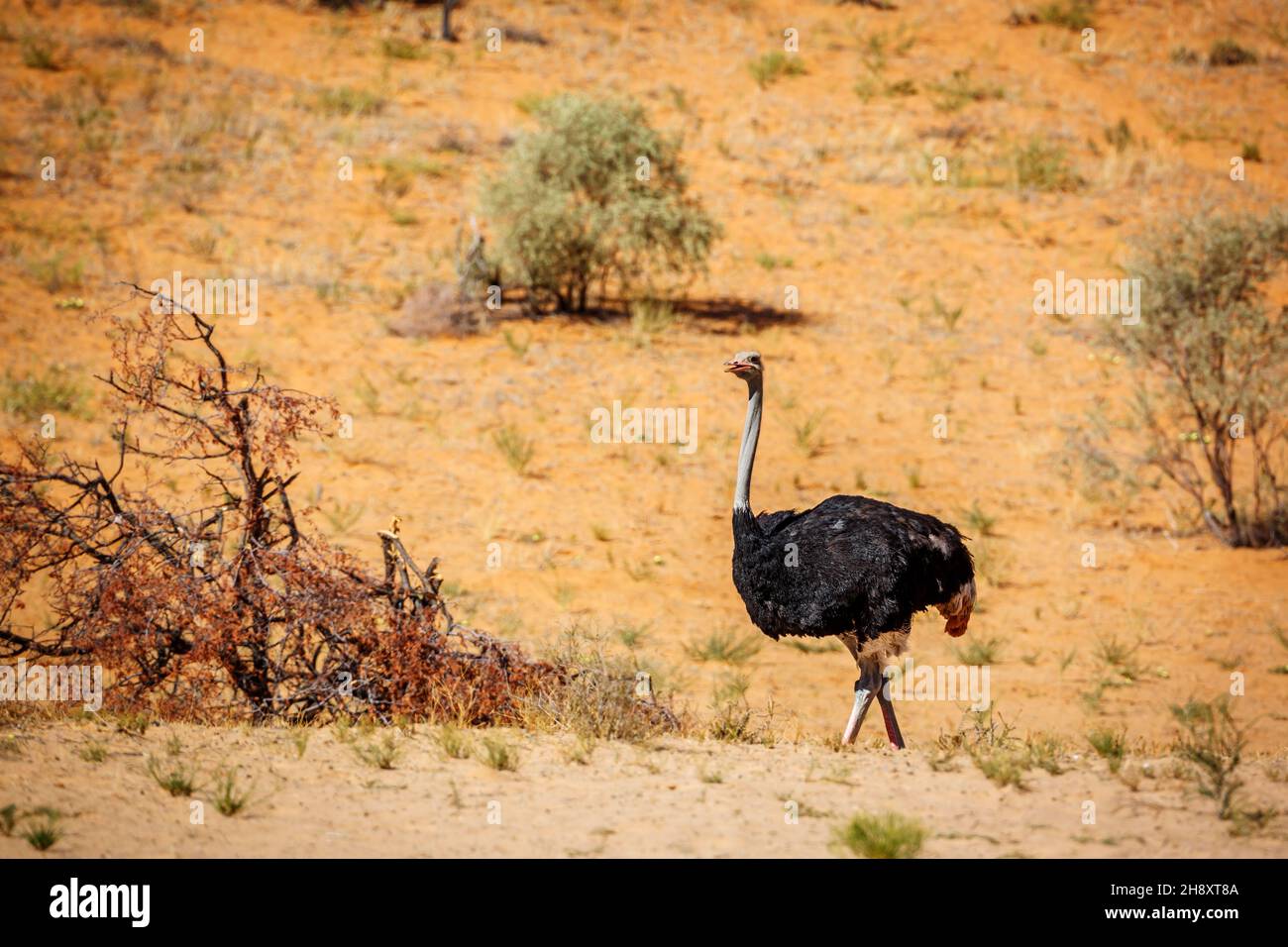 African Ostrich in Kgalagadi transfrontier park, South Africa ; Specie ...