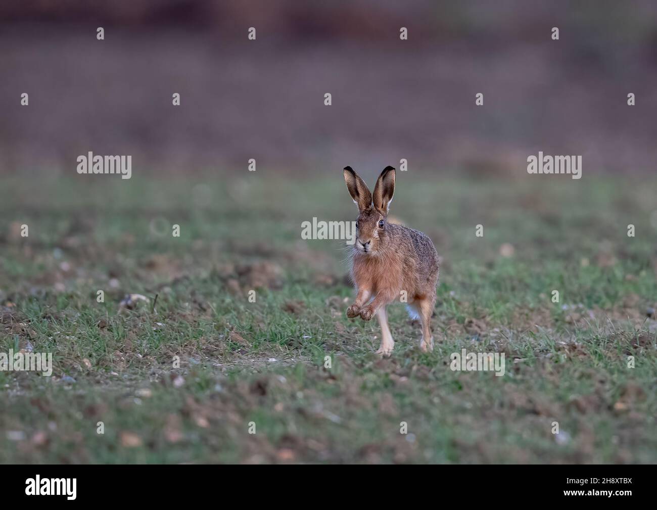 A wild Brown Hare bounding with paws outstretched across the farmers ...