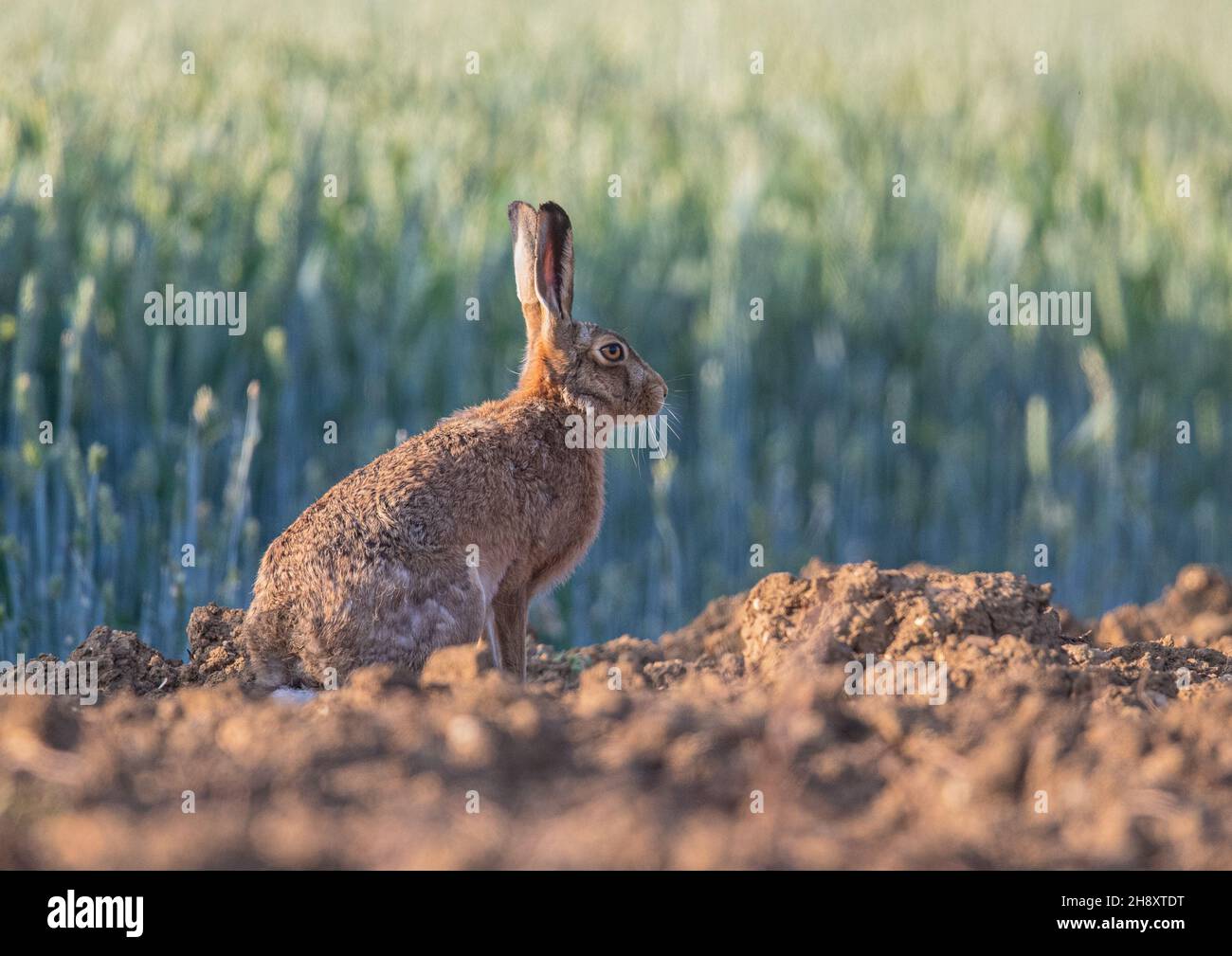 A wild bBown Hare sat on the plough against a background of standing ...