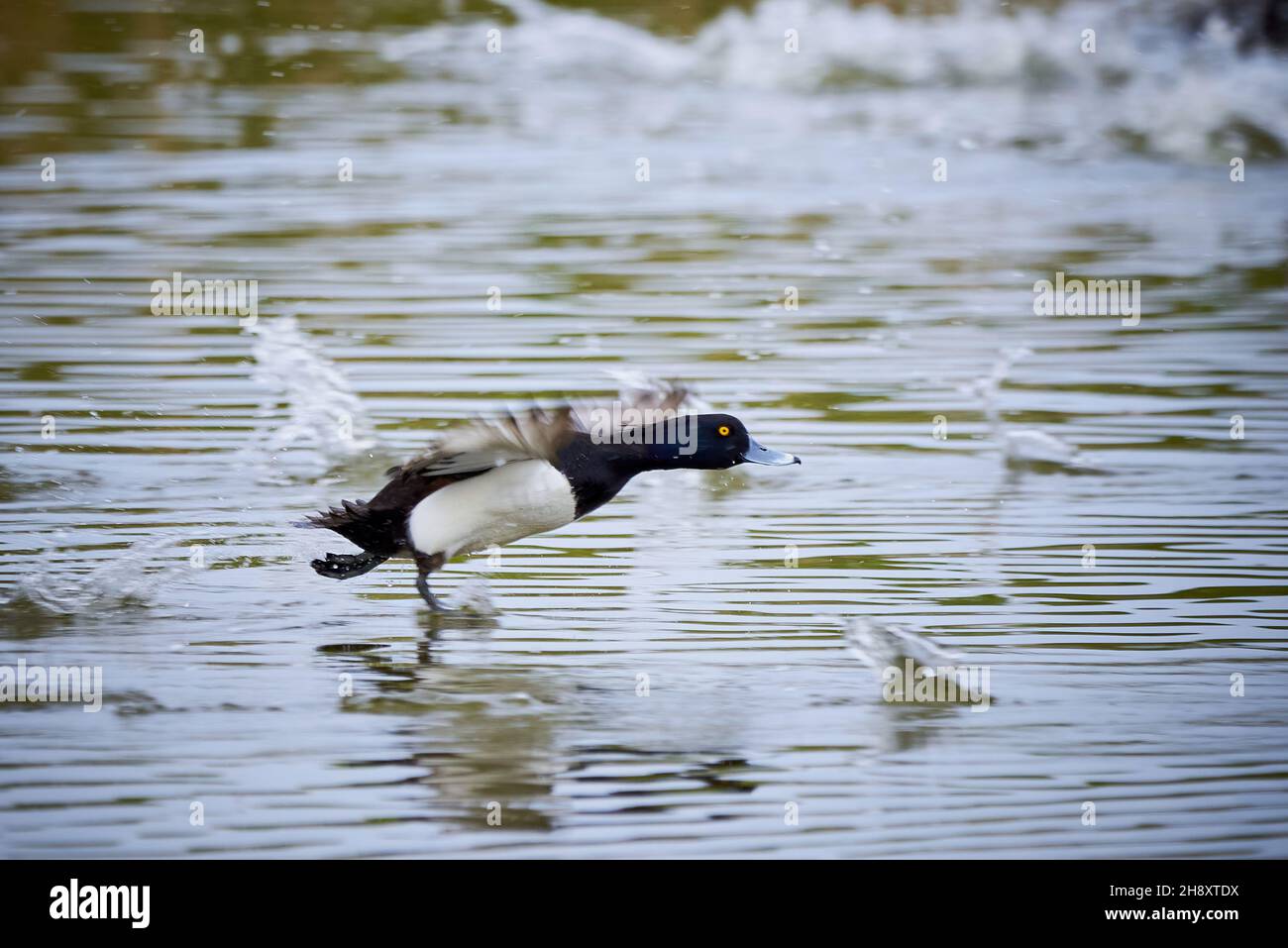 Tufted Duck running on water ( Aythya fuligula ) Bird running on water ...