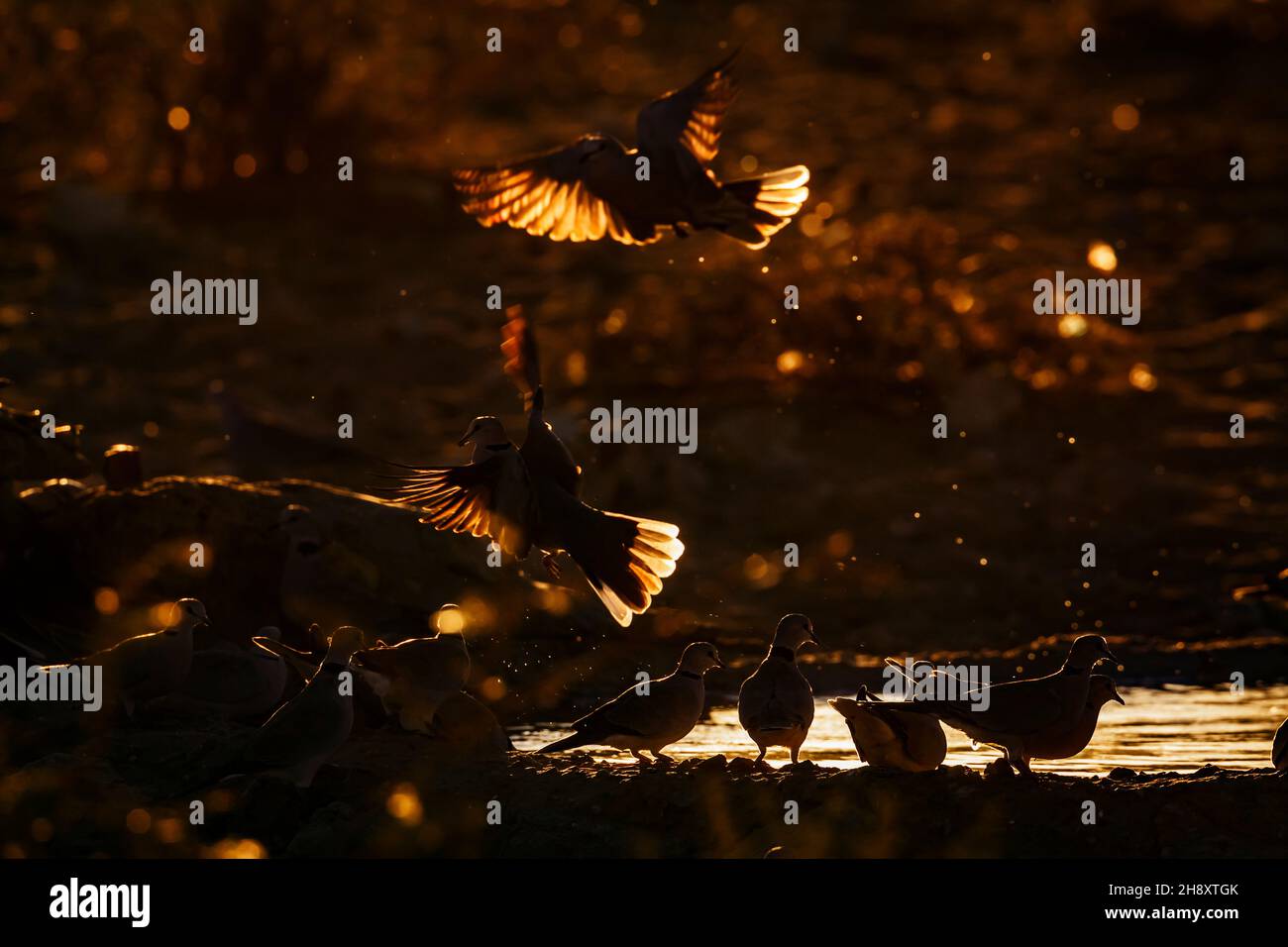 Ring-necked Dove flock flying away in backlit at twilight in Kgalagadi ...