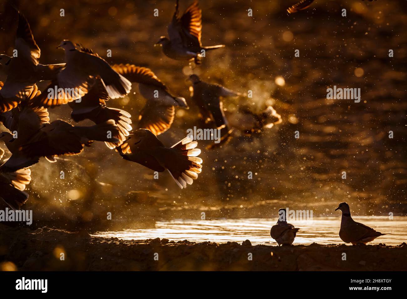 Ring-necked Dove flock flying away in backlit at twilight in Kgalagadi ...