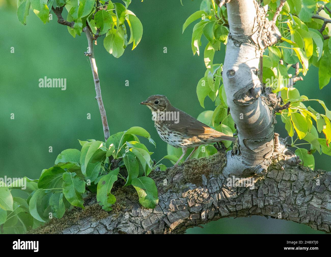 A Song Thrush feeding in an ancient old Pear tree in a farmers orchard ...