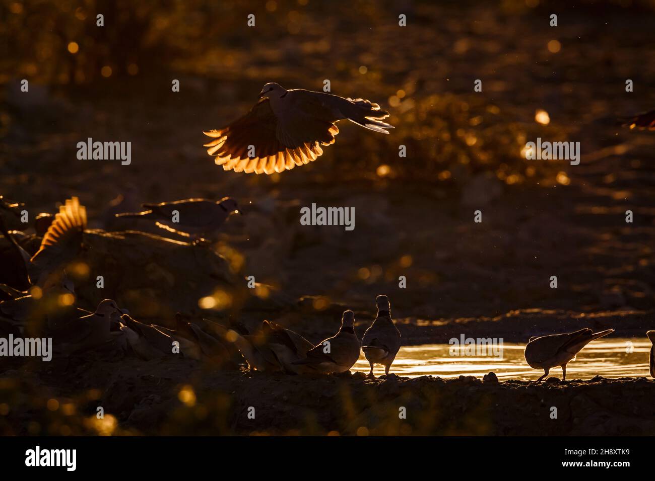 Ring-necked Dove flock flying away in backlit at twilight in Kgalagadi ...