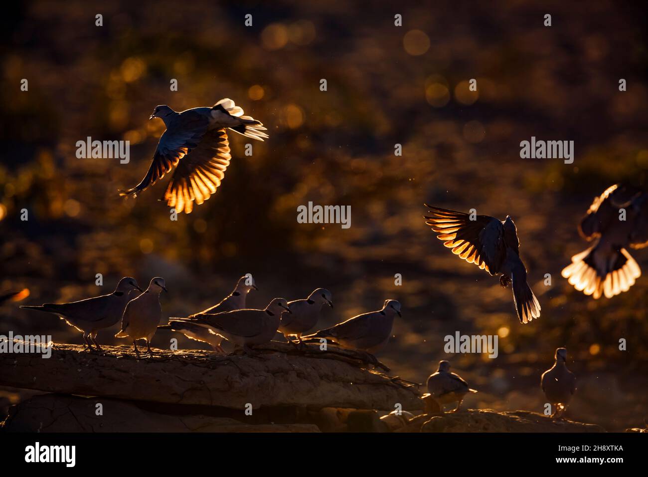Ring-necked Dove flock flying away in backlit at twilight in Kgalagadi ...
