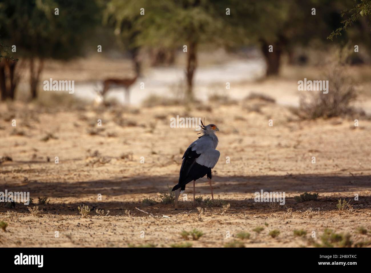 Secretary bird resting in shadow tree in Kgalagadi transfrontier park ...