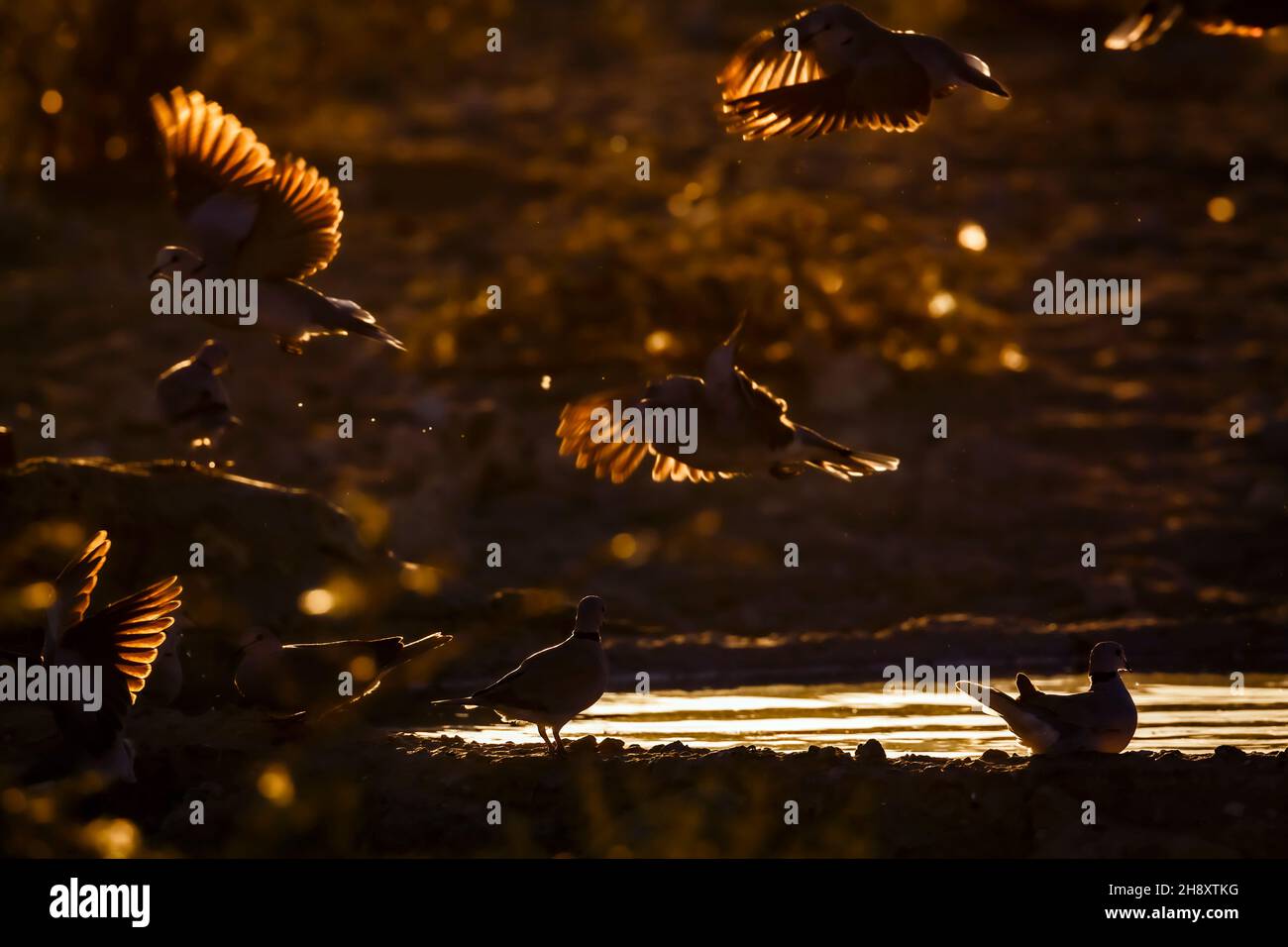 Ring-necked Dove flock flying away in backlit at twilight in Kgalagadi ...