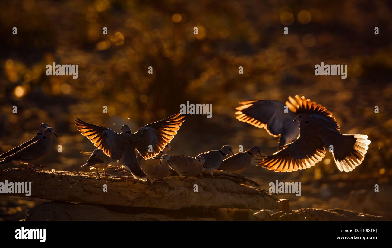 Ring-necked Dove flock flying away in backlit at twilight in Kgalagadi ...
