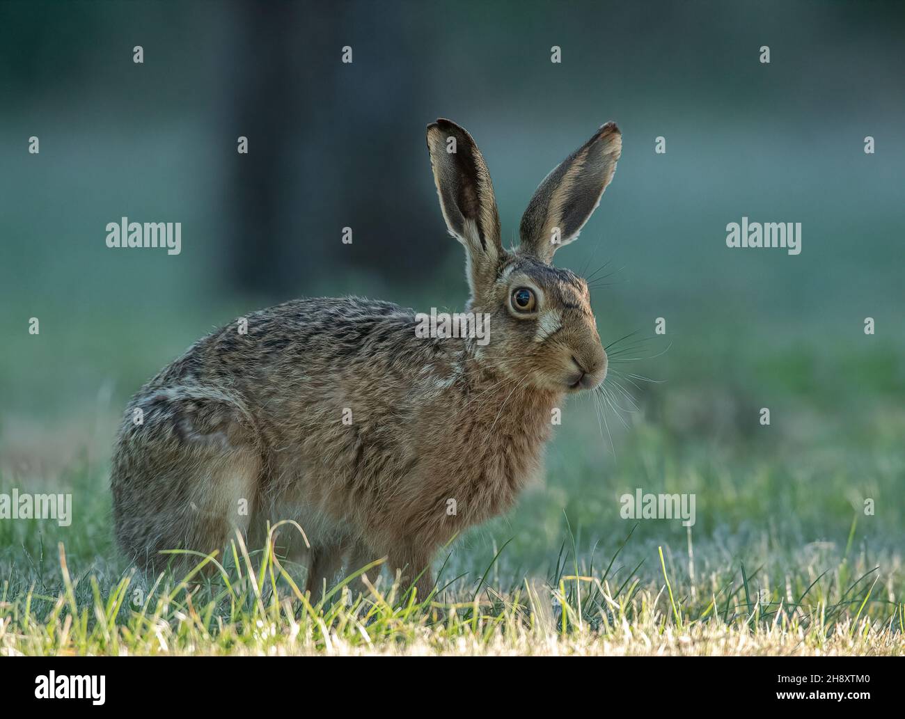 A close up of an adult wild Brown Hare. It shows all the details ...