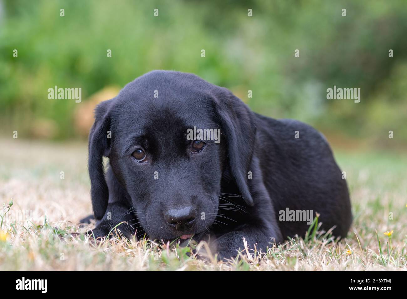 Portrait of an 11 week old black Labrador relaxing on the grass Stock ...