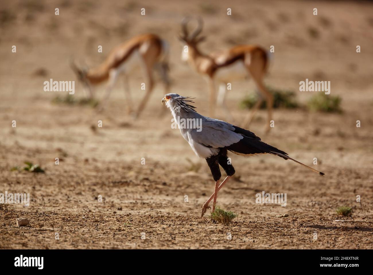 Secretary bird walking in dry land habitat in Kgalagadi transfrontier ...