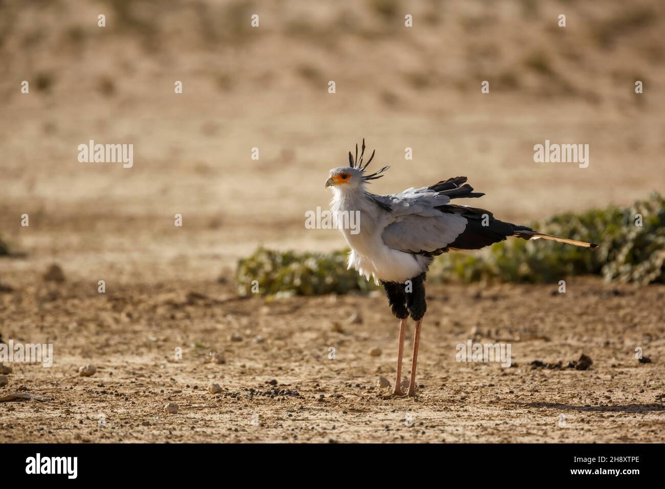 Secretary bird walking in dry land habitat in Kgalagadi transfrontier ...