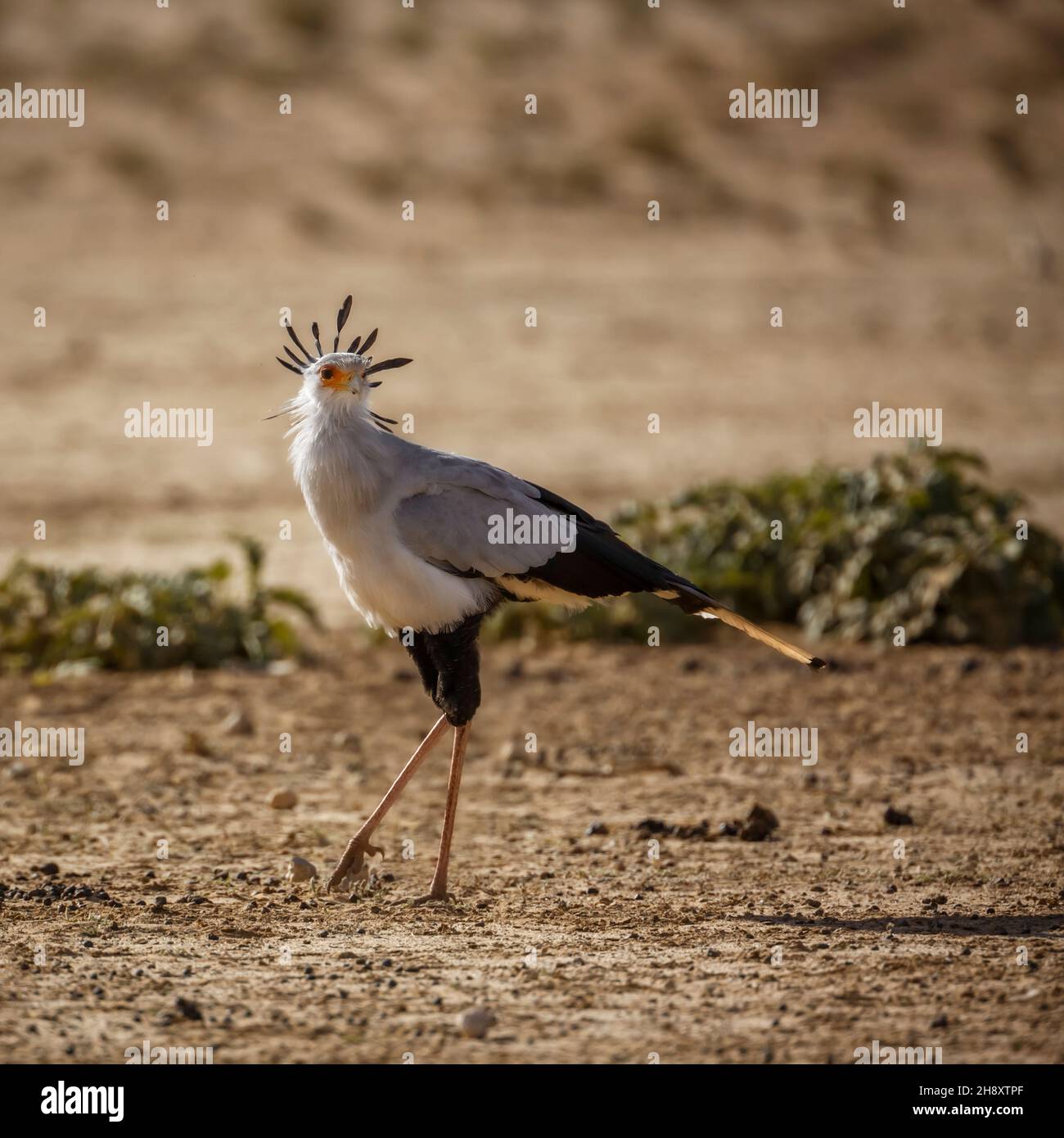 Secretary bird walking in dry land habitat in Kgalagadi transfrontier ...